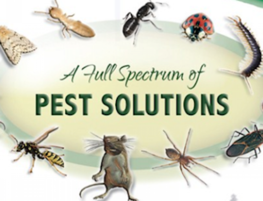 Flea exterminator Kent | Low Cost Flea Treaments